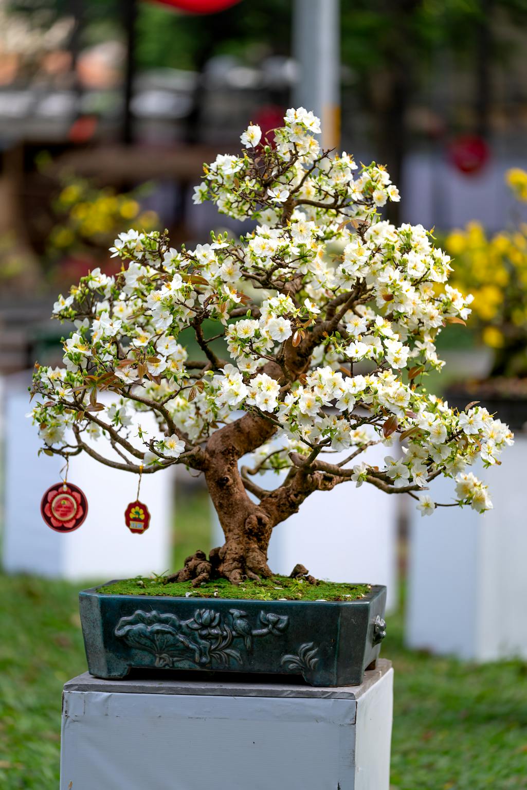 Bonsai and ‘Good Luck’: Myths, Feng Shui & Real Benefits - Tiny Tree Craft